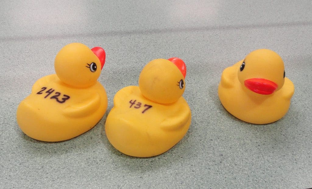 Updated: Two Juveniles Suspected of Stealing 2,500 Rubber Ducks ...