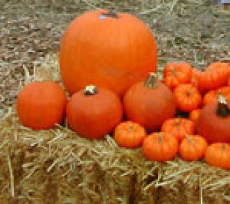 Pumpkin Patch Opens Today In Temecula | Temecula, CA Patch