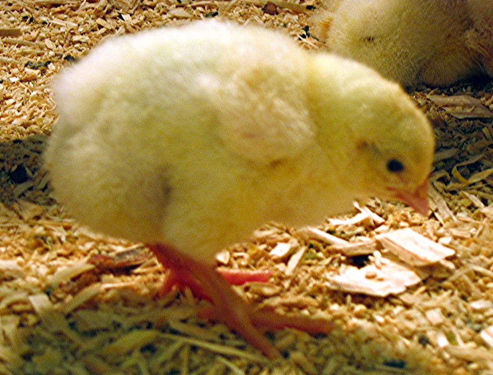 CEO of Harrison Poultry: Feed Prices Threaten Industry | Barrow, GA Patch