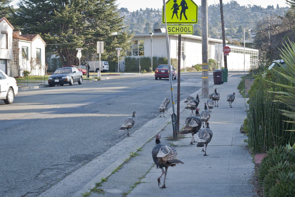 City Seeks Solutions to Wild Turkey Woes — Relocation Is One ...