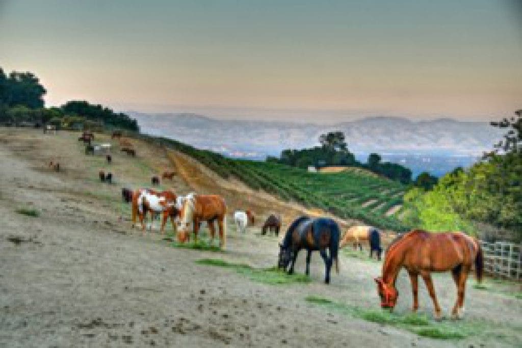 Garrod Farms: A Century Plus of Horseback Riding Saratoga Hills ...