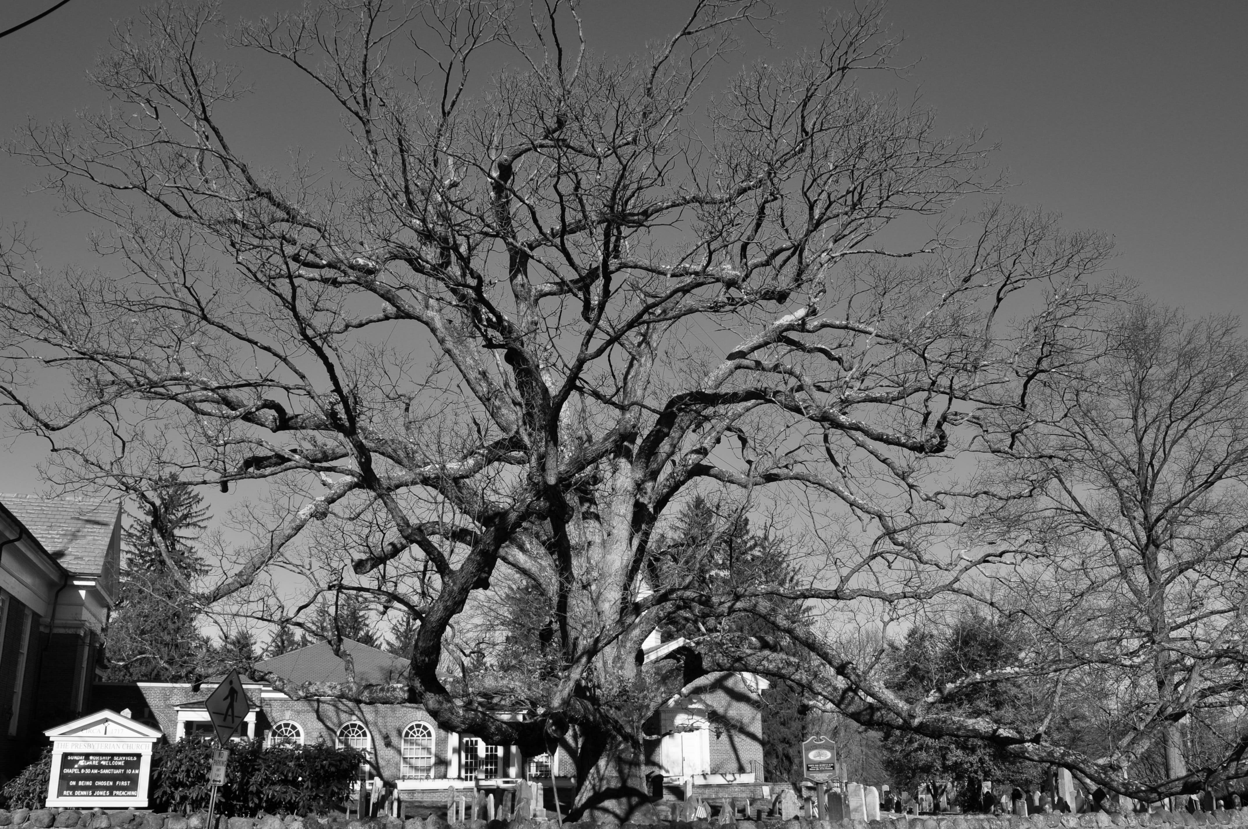 A Lesson About Basking Ridge's Oldest Inhabitant: The Old Oak | Basking ...