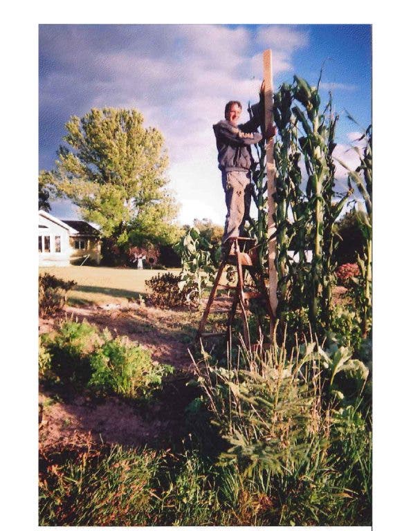 Winner of Greendale Tall Corn Stalk Contest Measured 17' 11" Tall ...