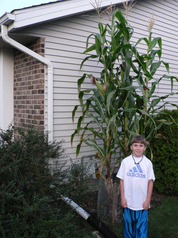 Winner of Greendale Tall Corn Stalk Contest Measured 17' 11" Tall ...