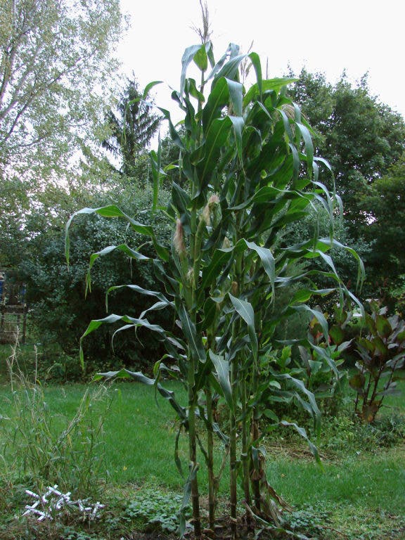 Winner of Greendale Tall Corn Stalk Contest Measured 17' 11" Tall ...