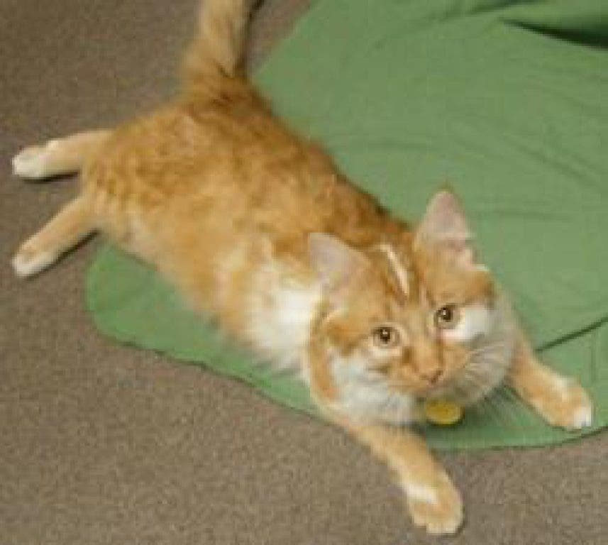 Cats to Adopt at Ozaukee Humane Society | Port Washington, WI Patch