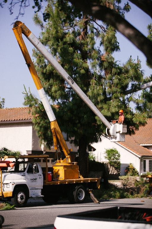 Tree-rrific News: Cerritos Tree Trimming Project Completed | Cerritos ...