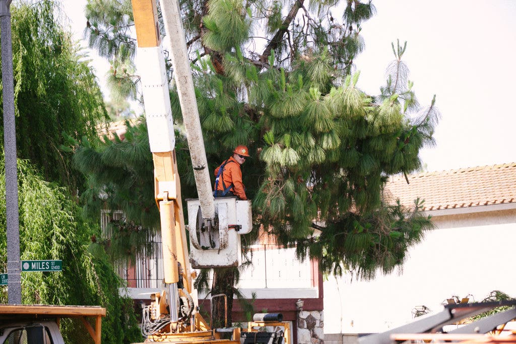 Tree-rrific News: Cerritos Tree Trimming Project Completed | Cerritos ...