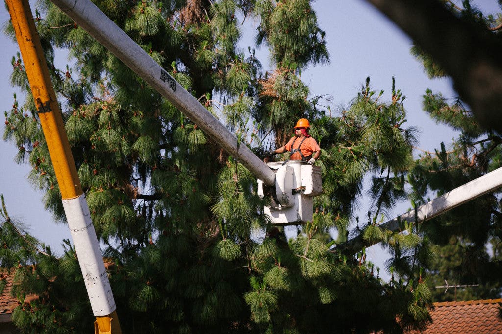 Tree-rrific News: Cerritos Tree Trimming Project Completed | Cerritos ...