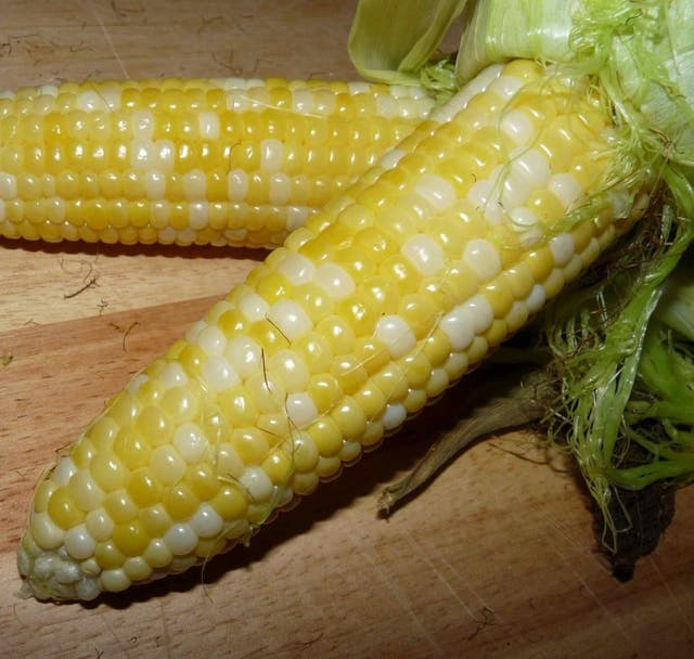 Summer Harvest: Sweet Jersey Corn | Wyckoff, NJ Patch