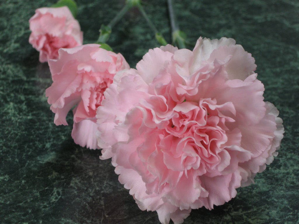 It's Your Business: Carabetta Florist | Meriden, CT Patch