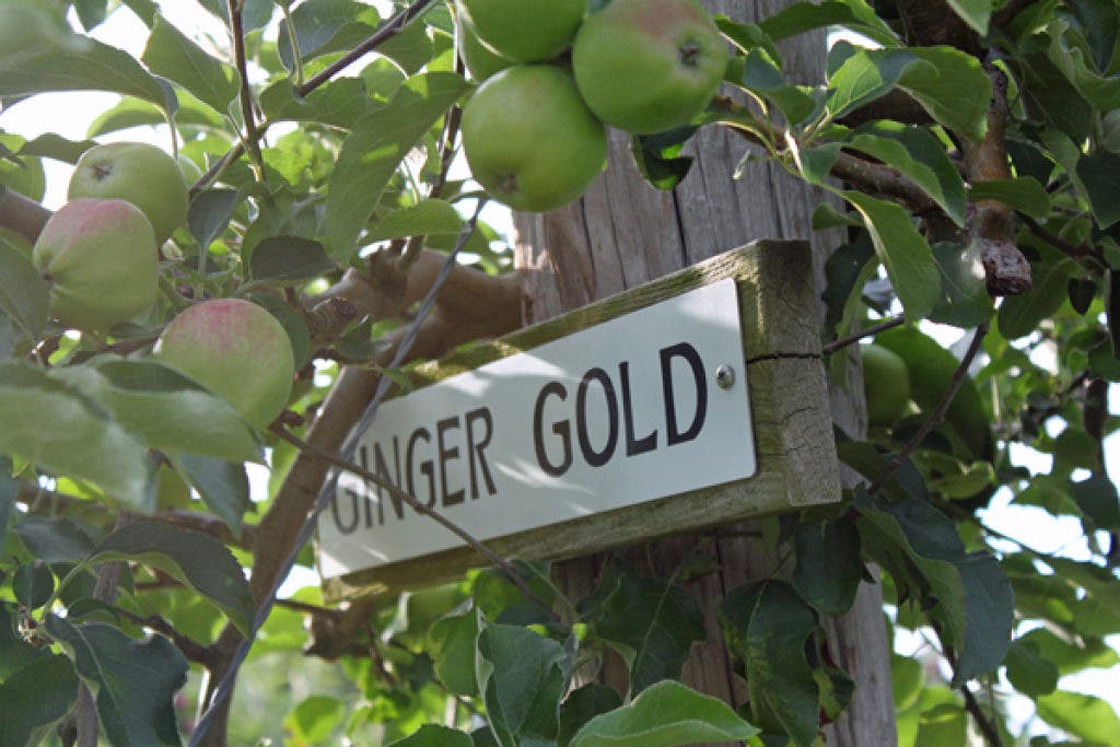Bucks County Foodshed Alliance Gemmill farm tour draws a crowd ...