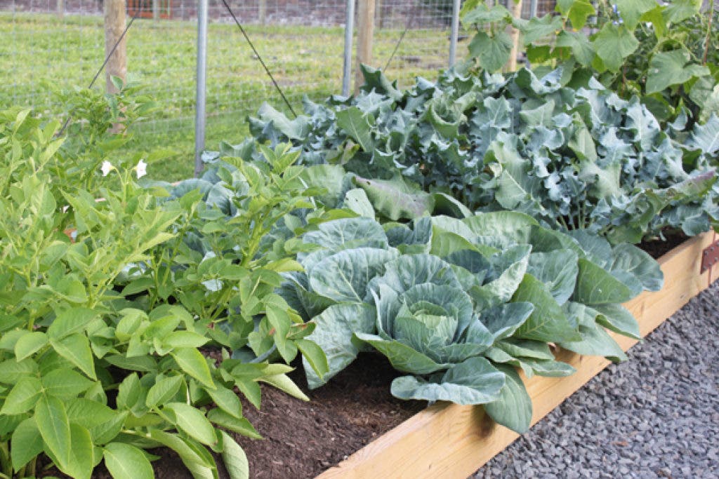 Bucks County Foodshed Alliance Gemmill farm tour draws a crowd ...