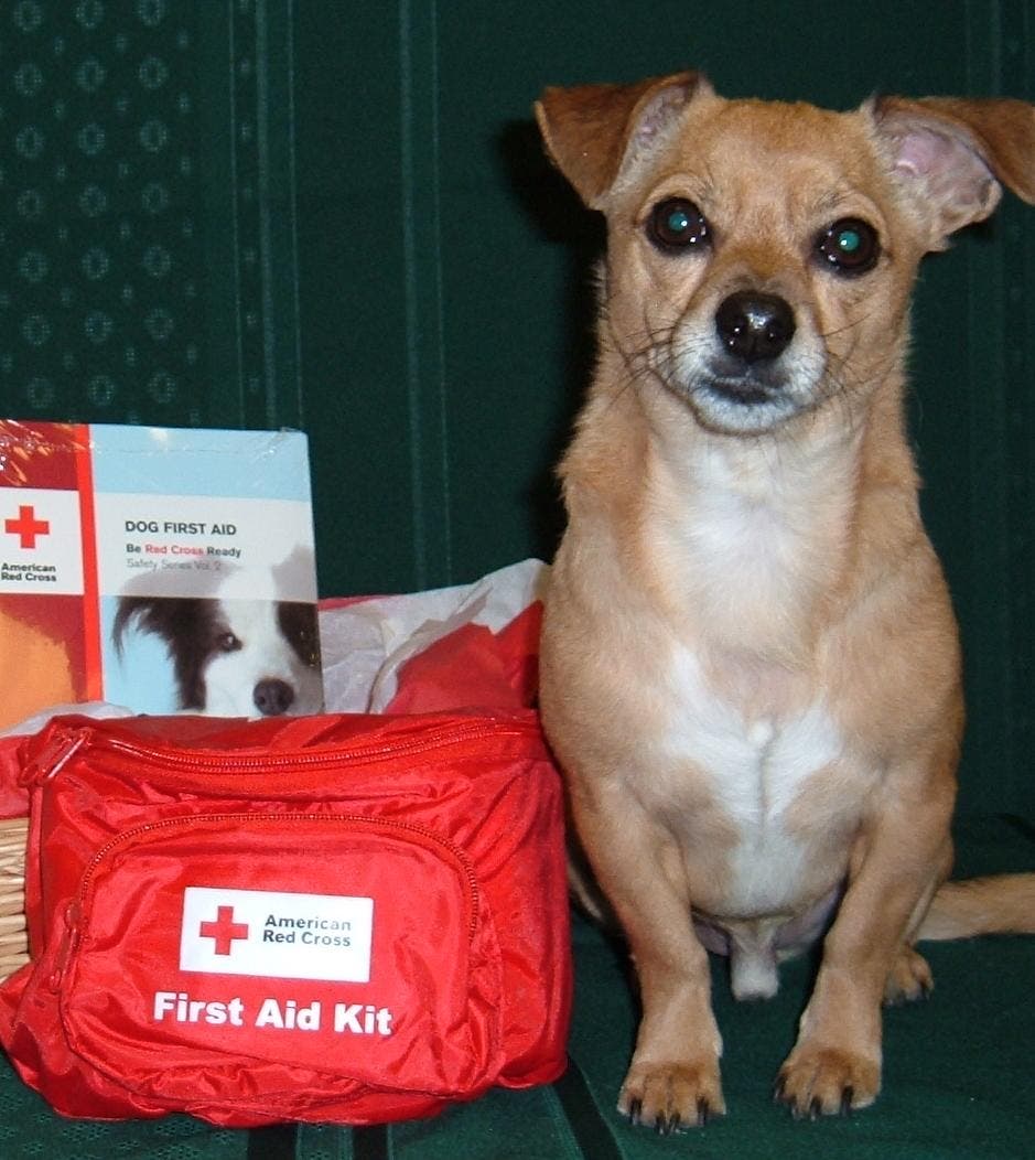 American Red Cross - Pet First-Aid | Millburn, NJ Patch
