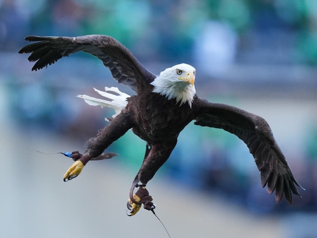 Here's The Story Behind That Bald Eagle That Soars Around The Linc ...