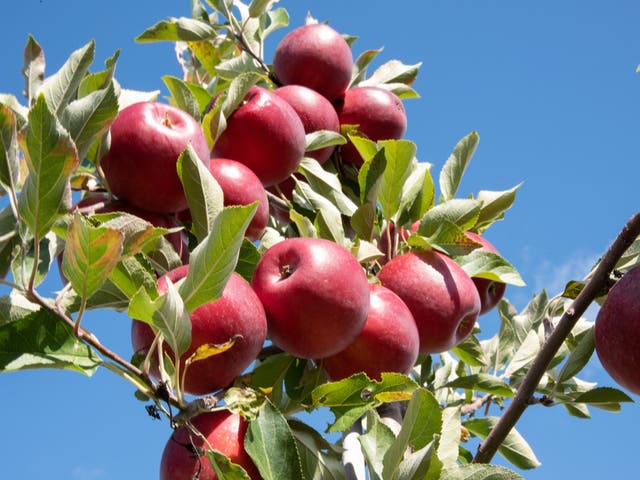 Where To Pick Apples Around Pittsburgh: 2025 Guide | Pittsburgh, PA Patch