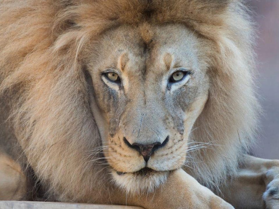 Kamau, 'Charismatic And Iconic' African Lion Dies At Sacramento Zoo ...
