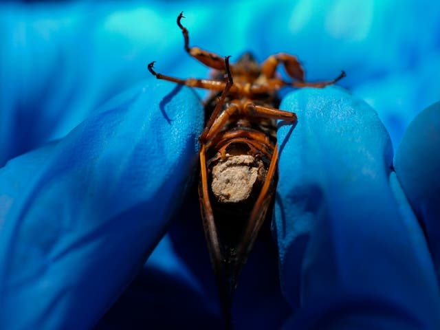 Collecting Sex-Crazed Zombie Cicadas: Scientists Track Fungus | Lisle ...