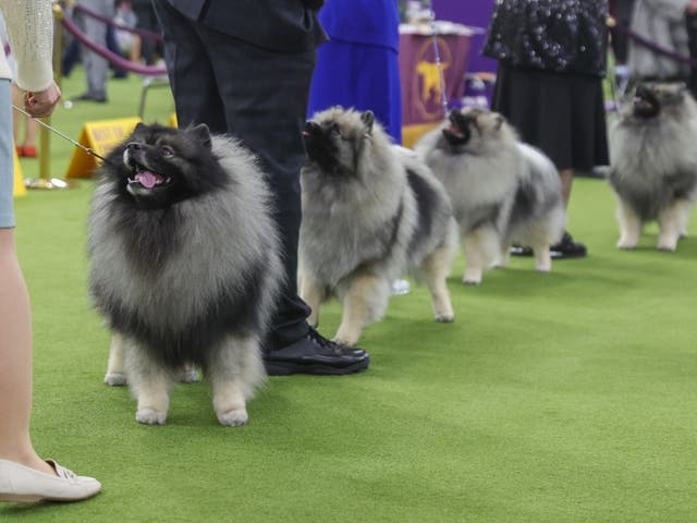 Not Just Spot: Decoding Westminster Show Dogs' Fancy, Fanciful Names ...