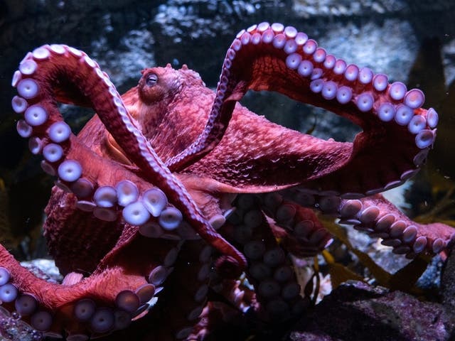 Fans Bid Farewell To Beloved CA Octopus Ghost As She Cares For Eggs In ...