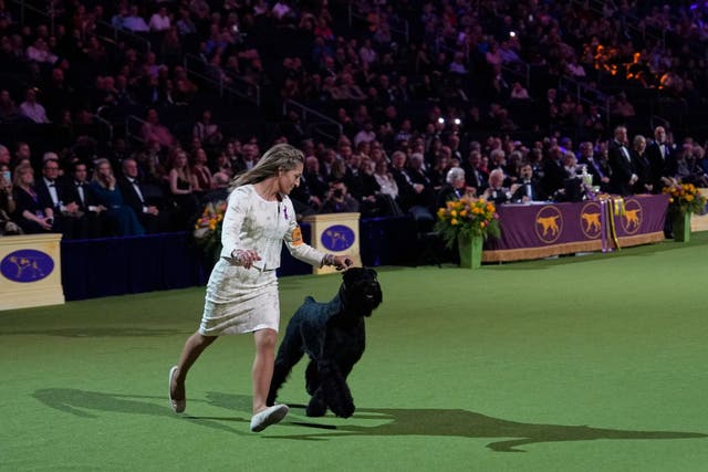 Westminster Kennel Club Dog Show 2025 Photos: Monty the Schnauzer Wins ...
