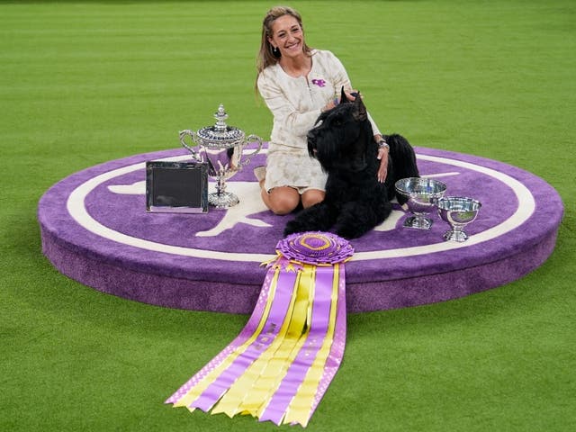 Westminster Kennel Club Dog Show 2025 Photos: Monty the Schnauzer Wins ...