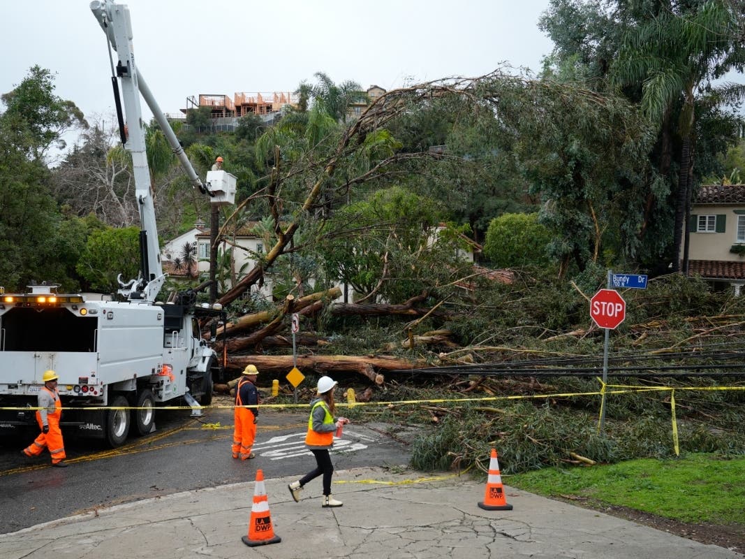 Large Tree Falls on House and Power Lines in Brentwood Area | Los ...