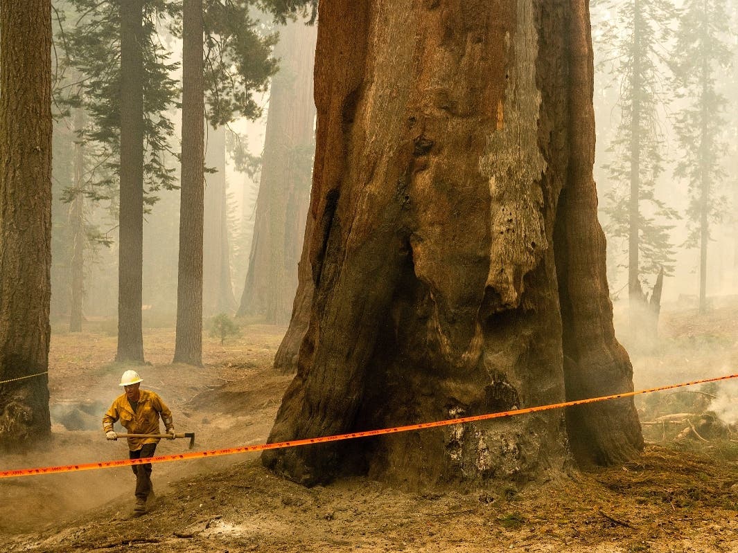 Ancient CA Forest Wiped Out By Devastating Wildfire In 2025: Report ...
