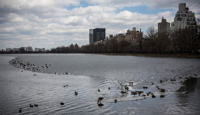 Nearly 6,000 Birds Spotted In Central Park In Single Day | Central Park ...