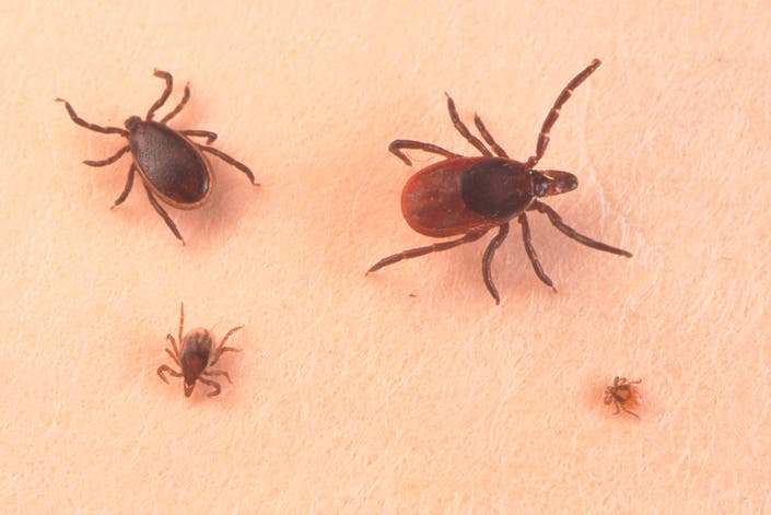 Tick-Borne Diseases On The Rise In Illinois, Across U.S.: CDC | Across ...