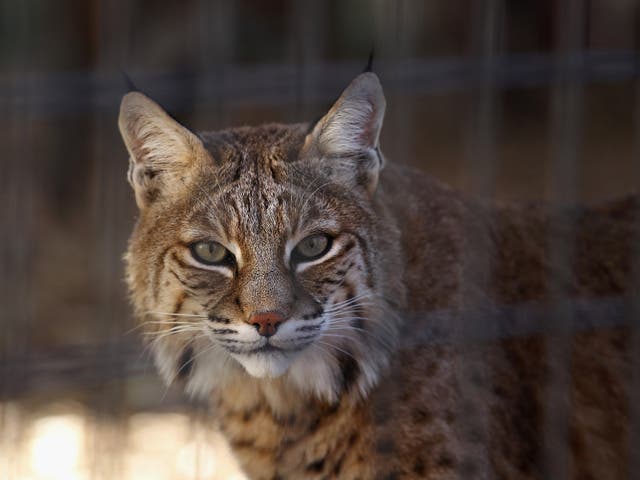 Bobcat Population Still Small But On The Rise In New Jersey ...