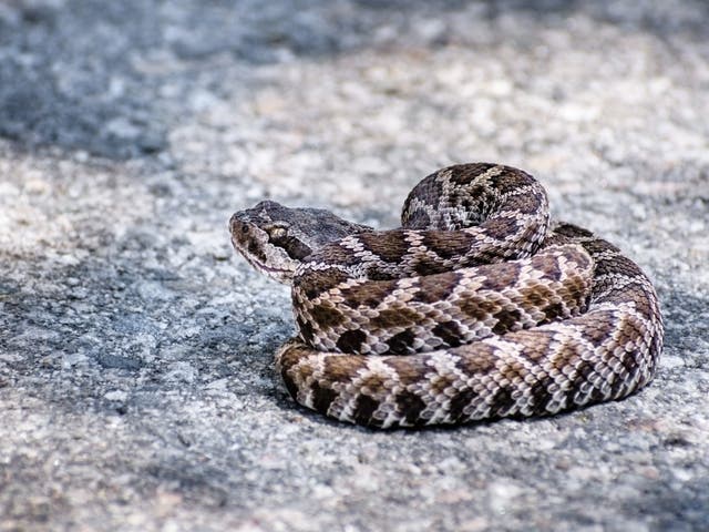 CA Snakes To Know On Your Walks, Jogs And Hikes | Across California, CA ...