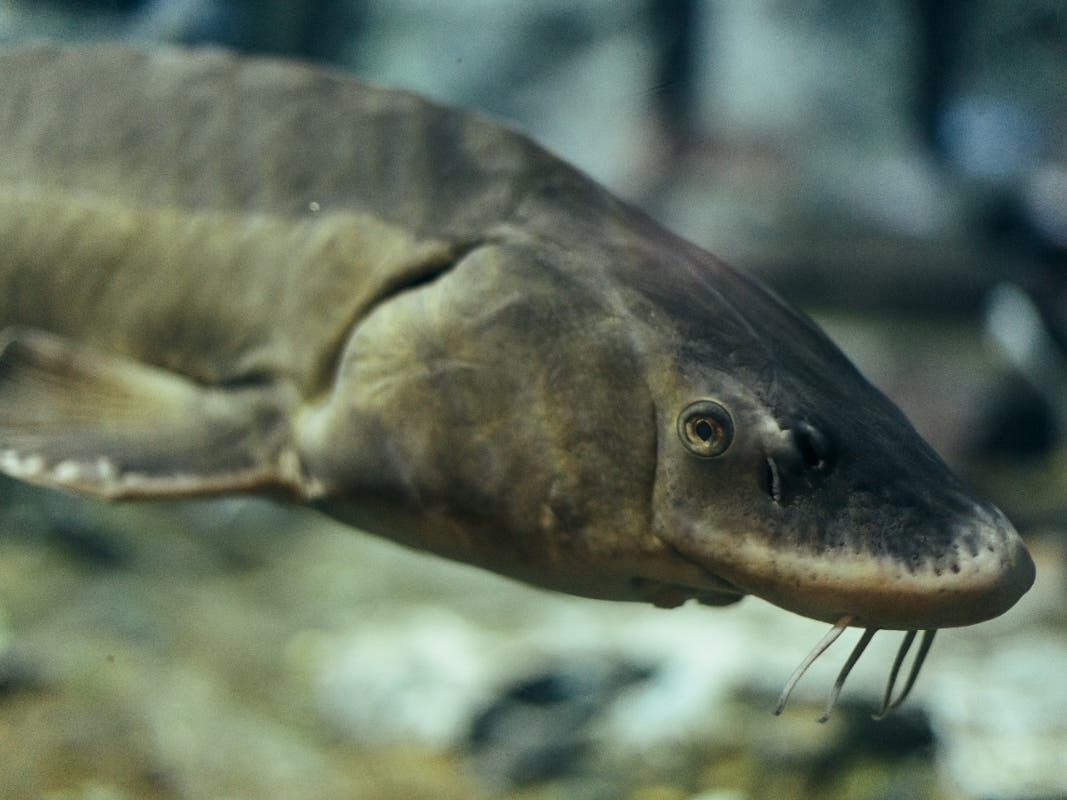Michigan DNR To Host Black River Sturgeon Hatchery Tour | Across ...