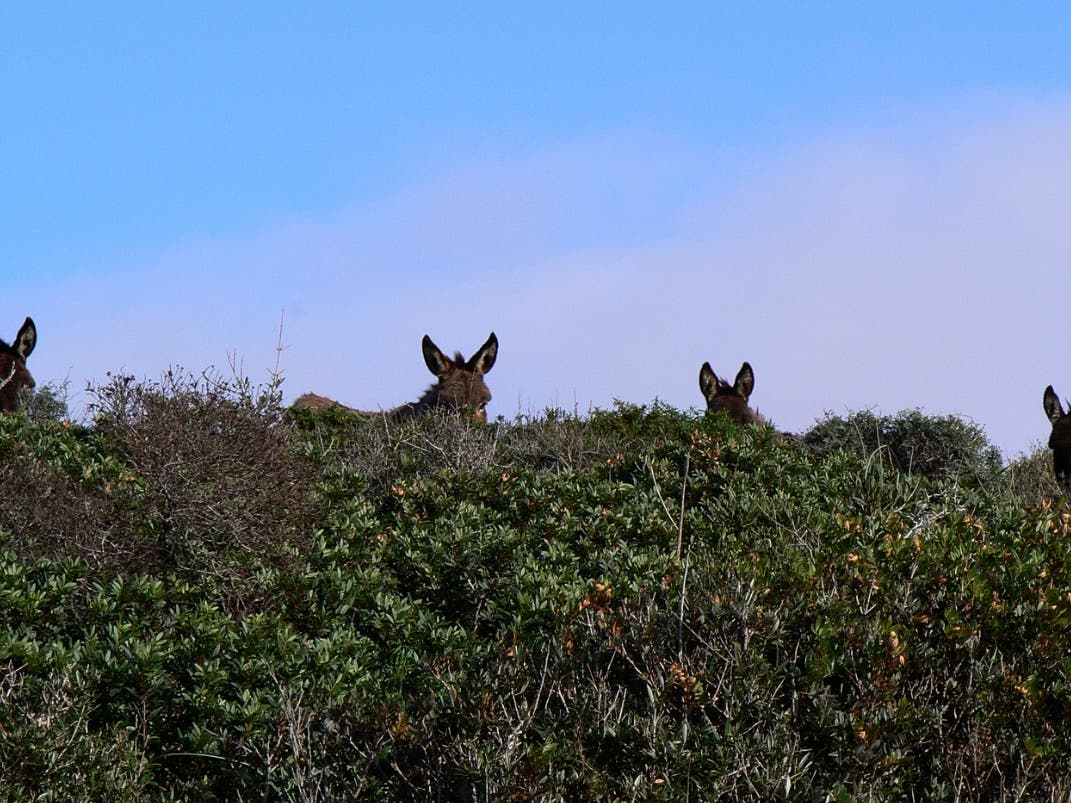 Wild Burro With Pipe Clasped To Leg Survives Surgery: RivCo | Banning ...