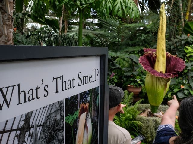 Watch Corpse Flower Set To Bloom At Ny Botanical Garden New York