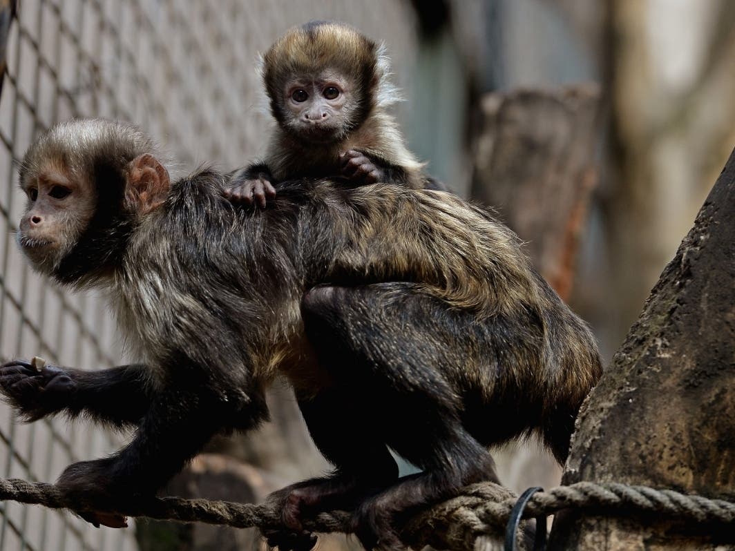 'The Monkey Whisperer' Violated Federal Wildlife Laws: DOJ | Bradenton ...
