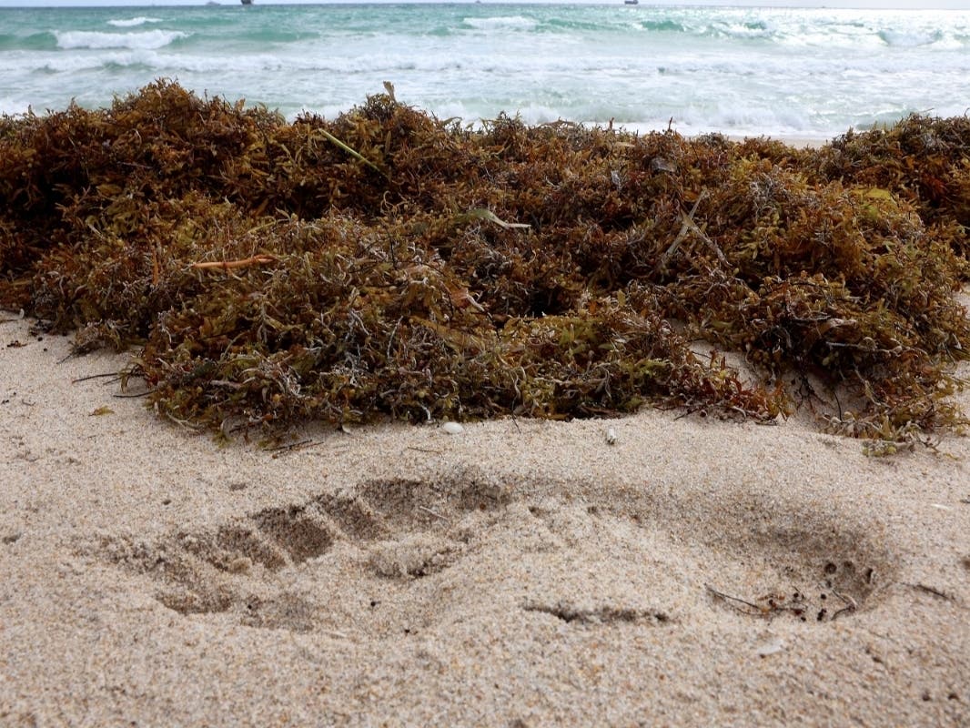Gargantuan Seaweed Blob Washing Up On Florida, Caribbean Beaches ...