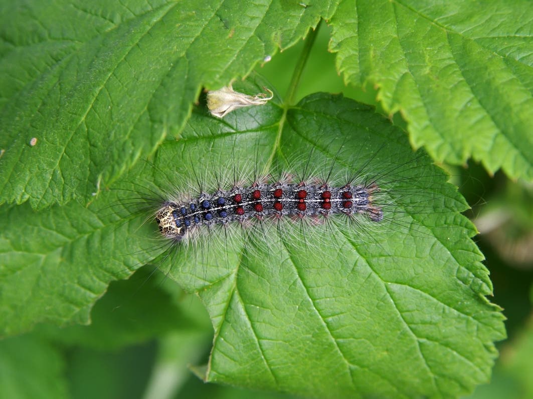 What To Do About Spongy Moth Infestations Before They Devour WI Trees ...
