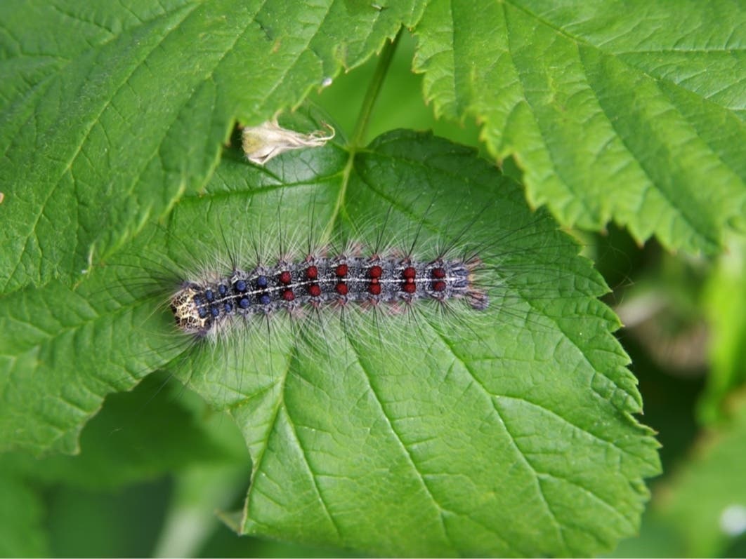 Spongy Moth Caterpillars May Be Eating MI Trees Right Now | Across ...