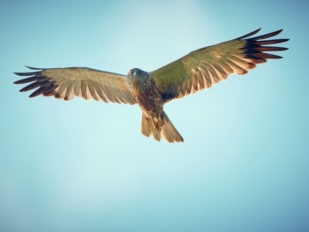 Rare Marsh Harrier Spotted At Morris County Marsh | Morristown, NJ Patch