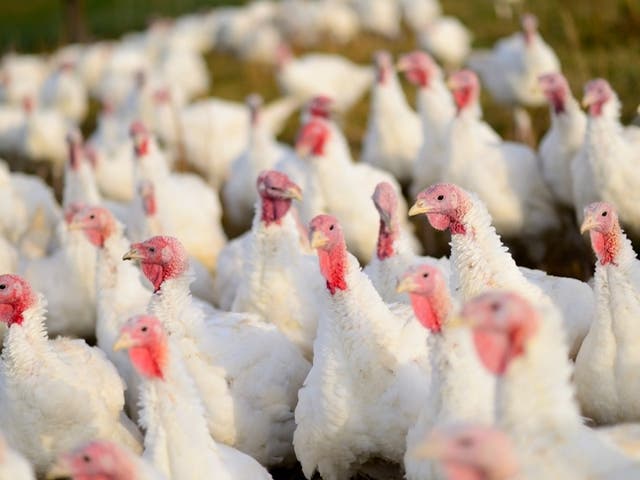 11 Accused Of Animal Abuse At PA Turkey Farms: Police | Across ...