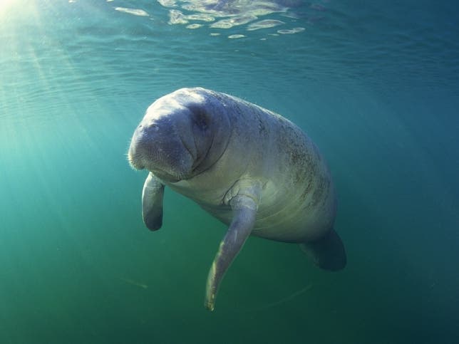 Hungry Manatees To Feed On Lettuce Again This Winter: Reports | Across ...