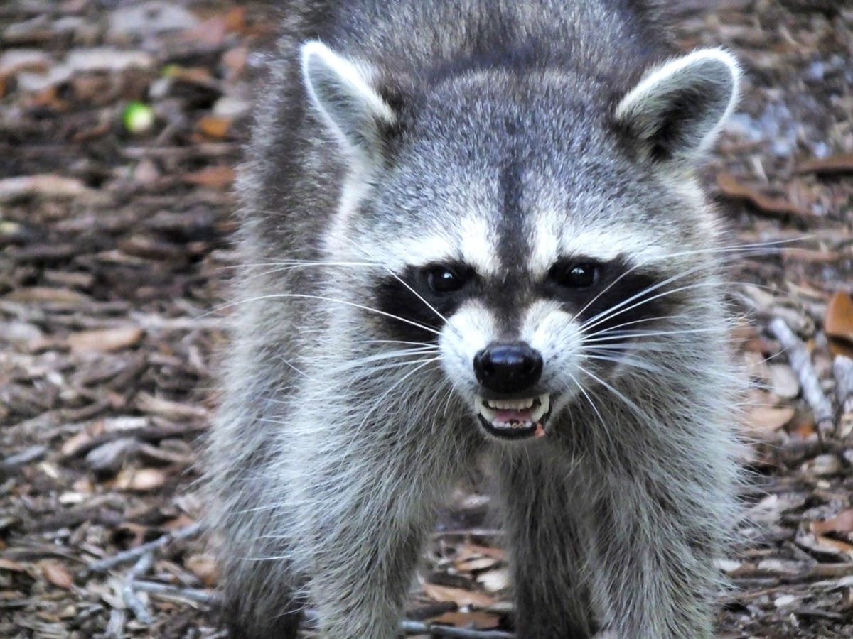 5 Year Old Attacked By Raccoon Outside Connecticut Home Video Shows 5 Year Old Attacked By Raccoon Outside Connecticut Home Video Shows