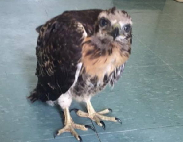 State Trooper Rescues Baby Hawk | Andover, MA Patch
