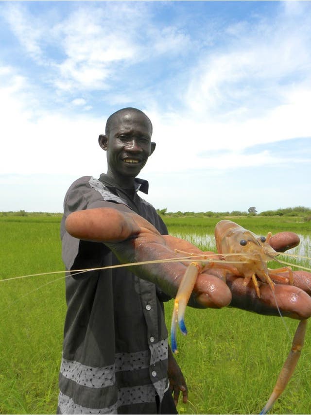 Stanford Researchers: Natural Predator Far Superior To Drugs In ...