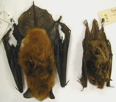 Bat-bit Crazy: 'The Midwest is Just Unbelievably Infested with Bats ...