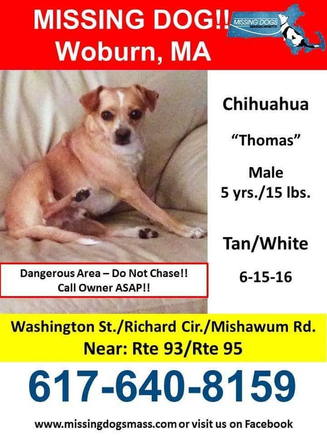 Have You Seen These Missing Dogs? | Woburn, MA Patch