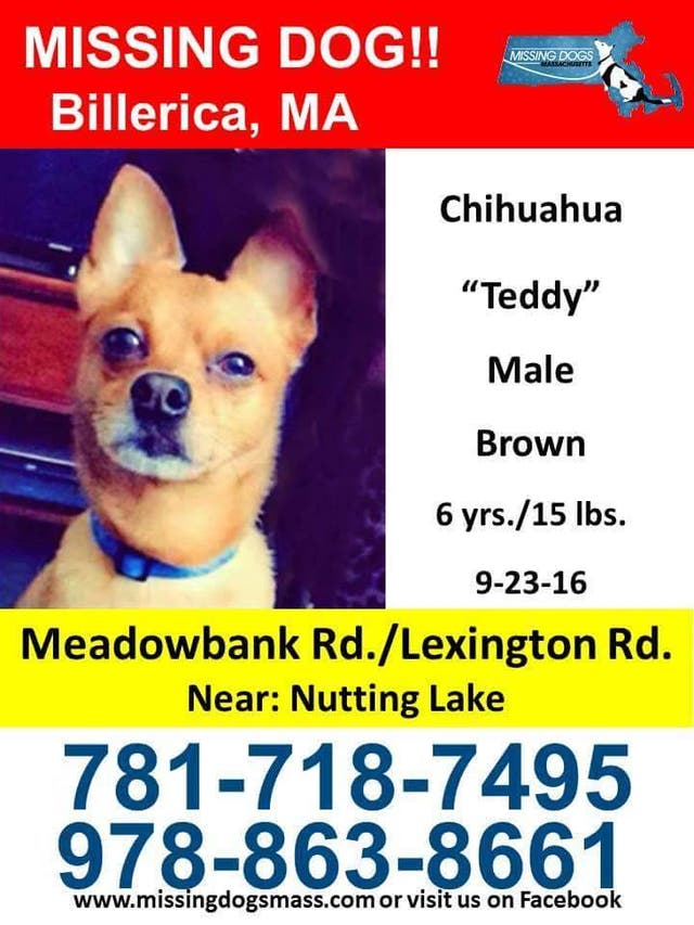 Have You Seen These Missing Dogs? | Woburn, MA Patch