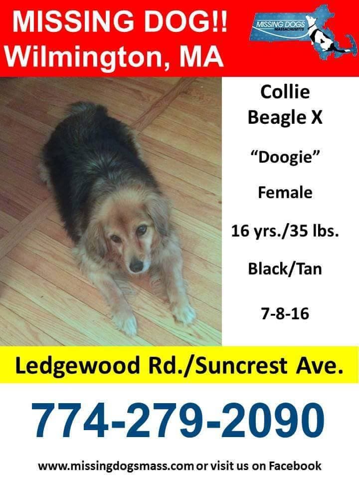Have You Seen These Missing Dogs? | Woburn, MA Patch
