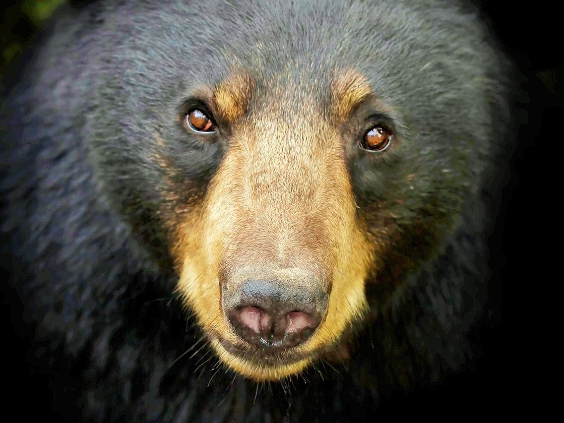 Bears Snag Some Food Inside Granby Home: DEEP | Granby, CT Patch